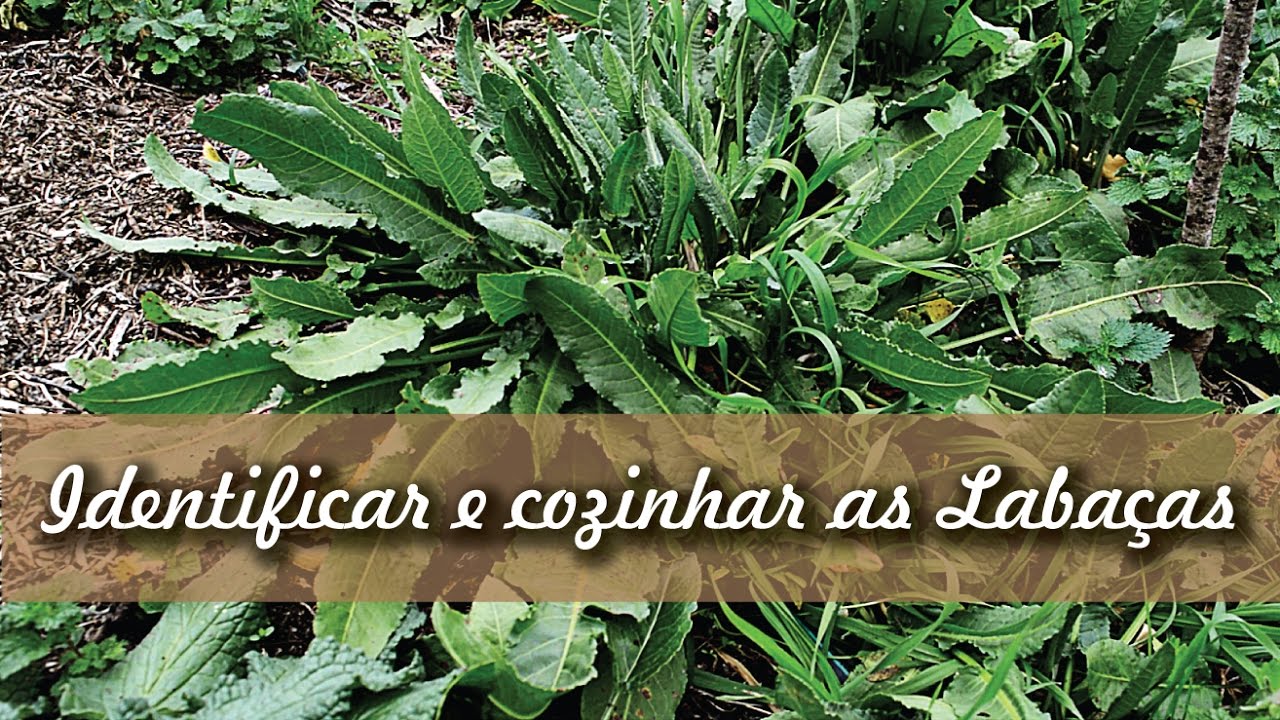 Como identificar e cozinhar as Labaças - YouTube