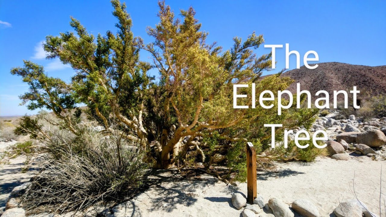 Exploring the Enigmatic Elephant Trees Trail Like Never Before - YouTube