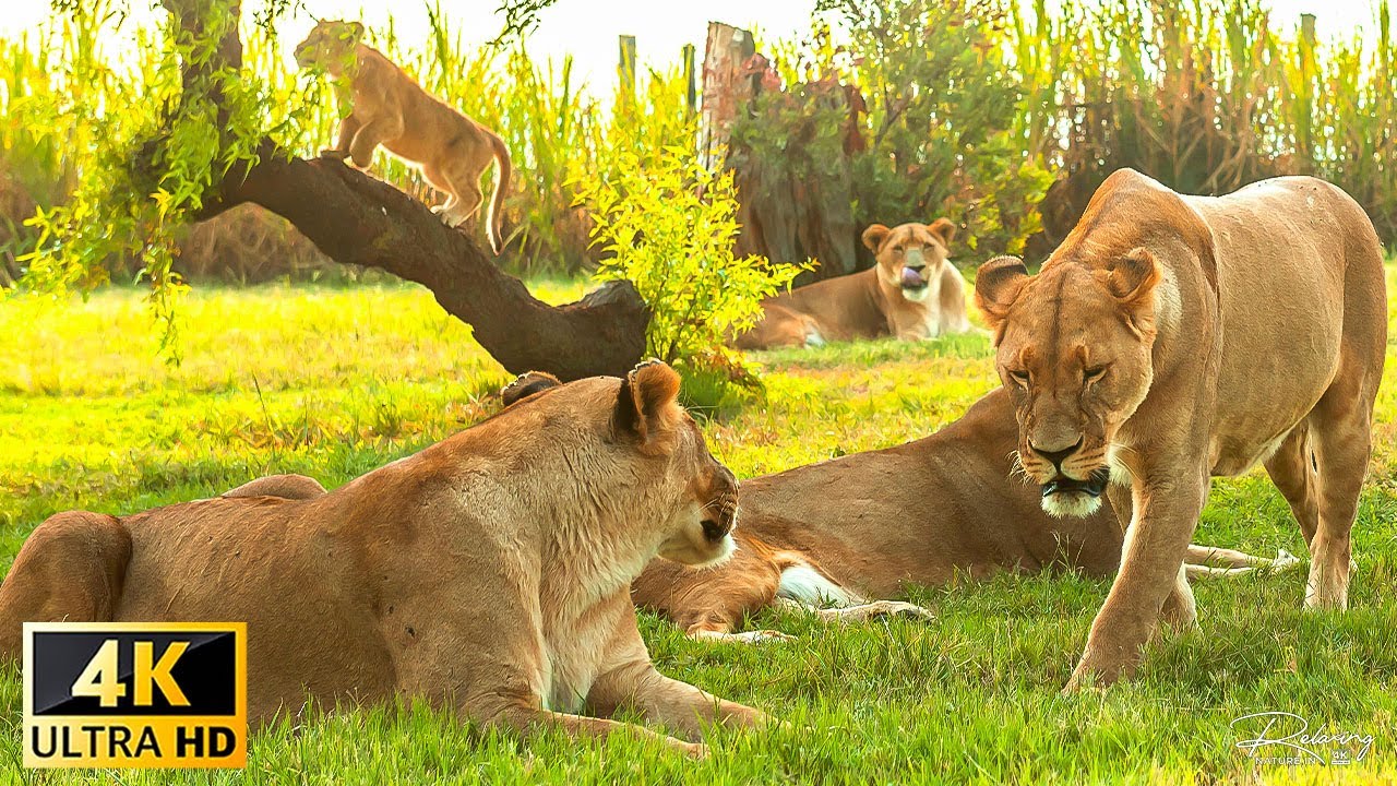 4K African Wildlife: Arusha National Park - Real Sounds of Africa - 4K ...