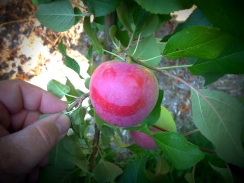 Propping apple limbs & setting trail camera 9Aug2014 - YouTube