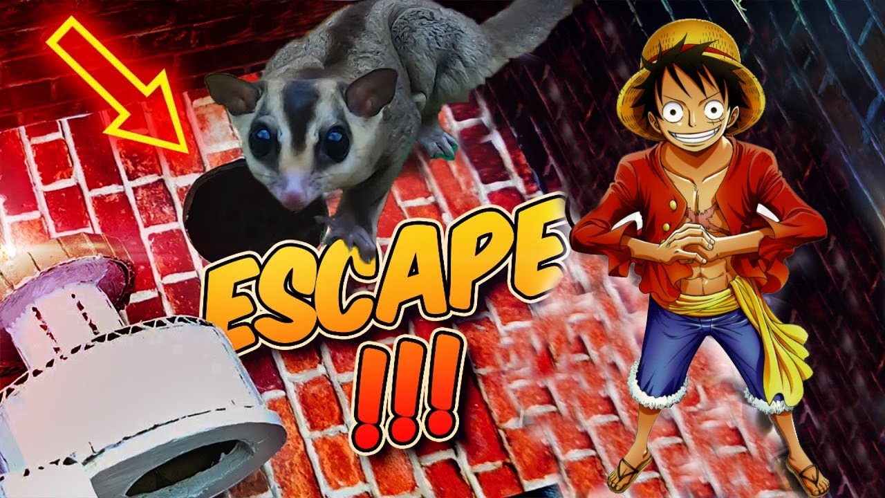 🦊Challenge the squirrel to escape the One Piece maze in the real world ...