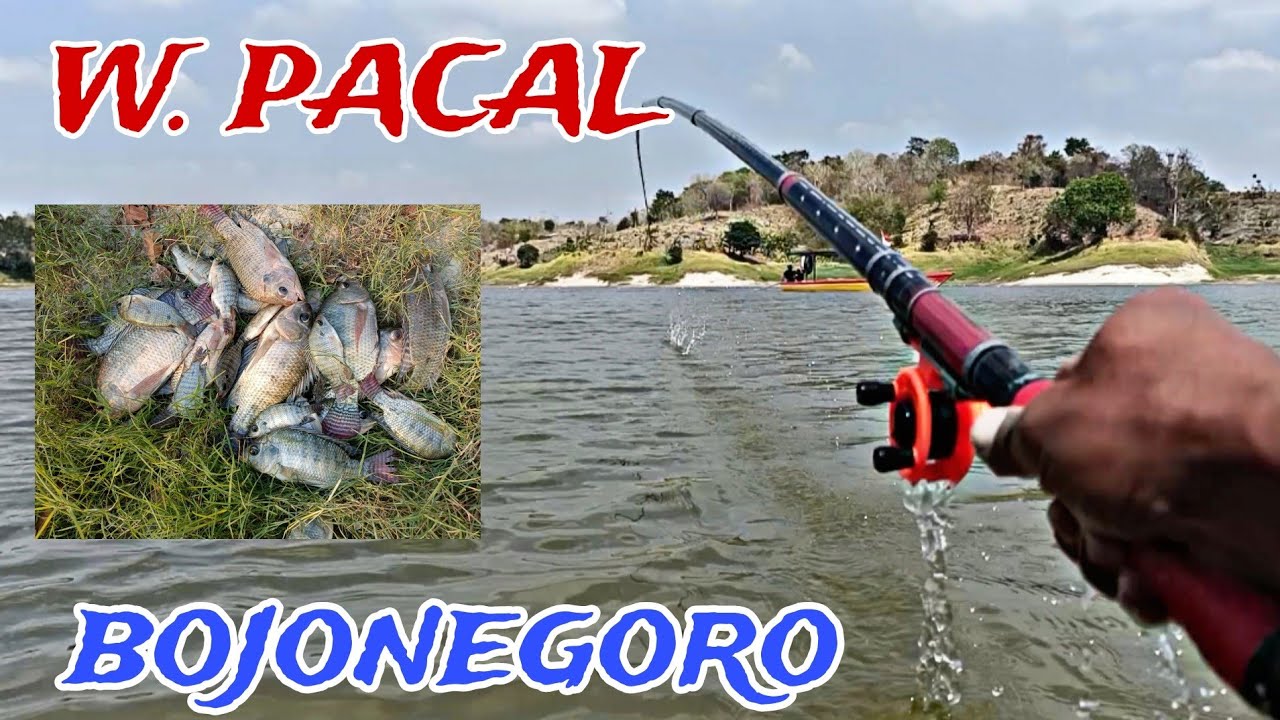 SEPOT IKAN BABON _ WADUK PACAL BOJONEGORO #nyobok #mancingikannila # ...