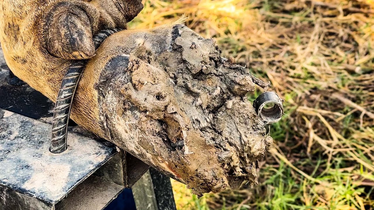 74!! Incredible!! Wash the mud - cut, trim and removing the screw with ...