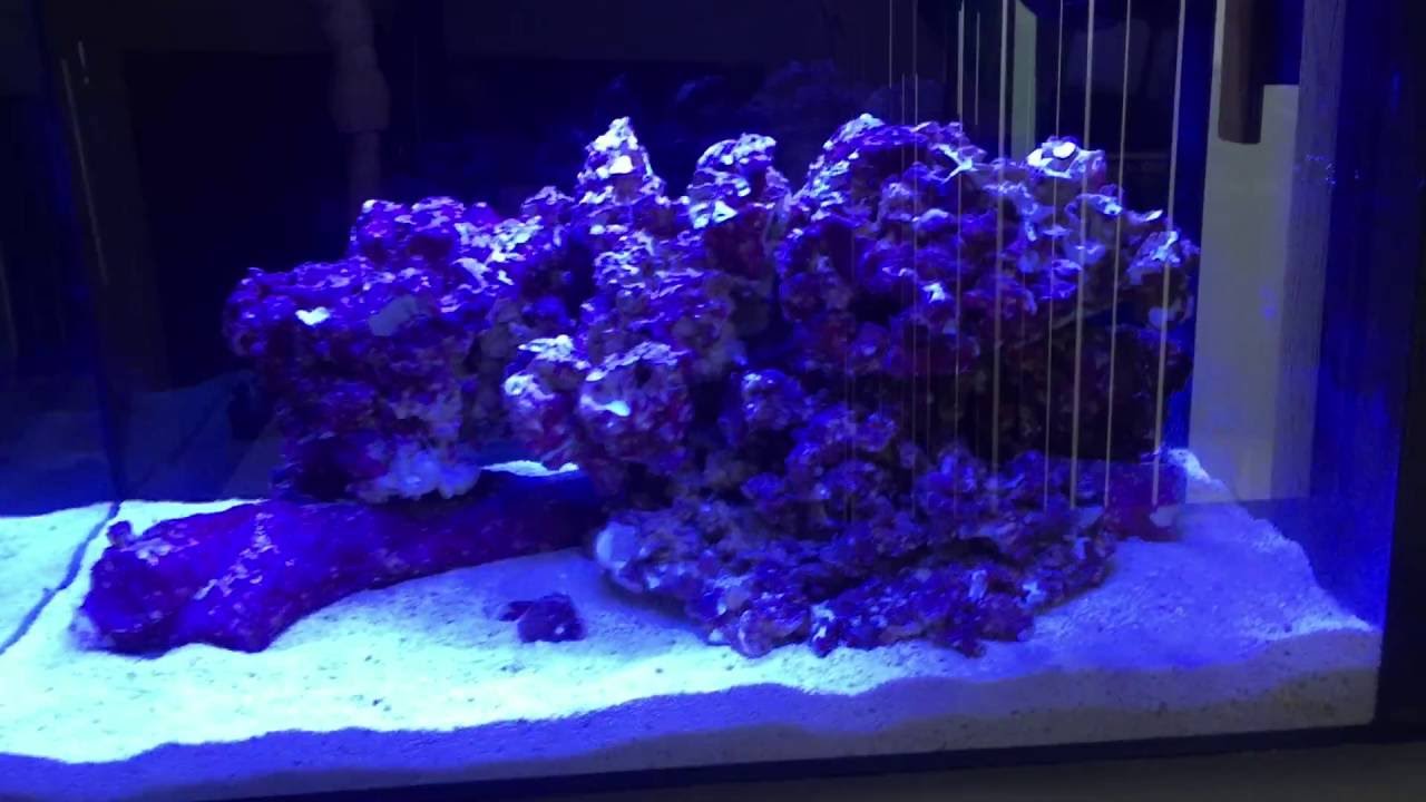 Fluval Sea Evo Aquarium - YouTube