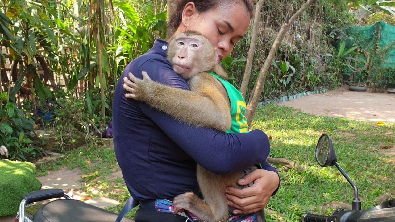 Big boy monkey Yoko so adorable and much love care from mom - YouTube