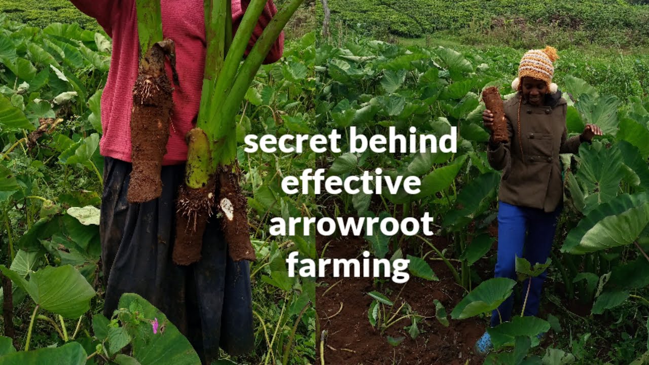 Everything you need to know about arrow root farming //the secrets ...
