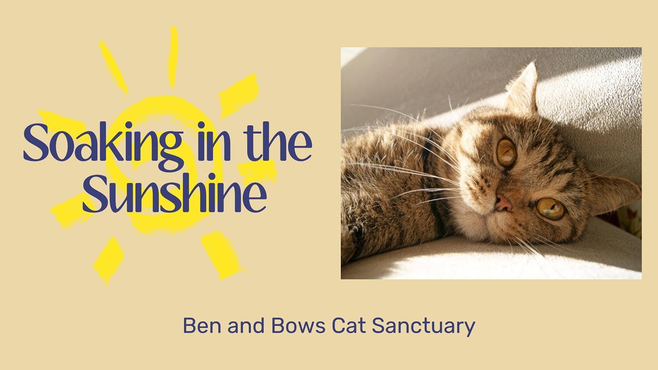 Cats Dreaming about the future - YouTube