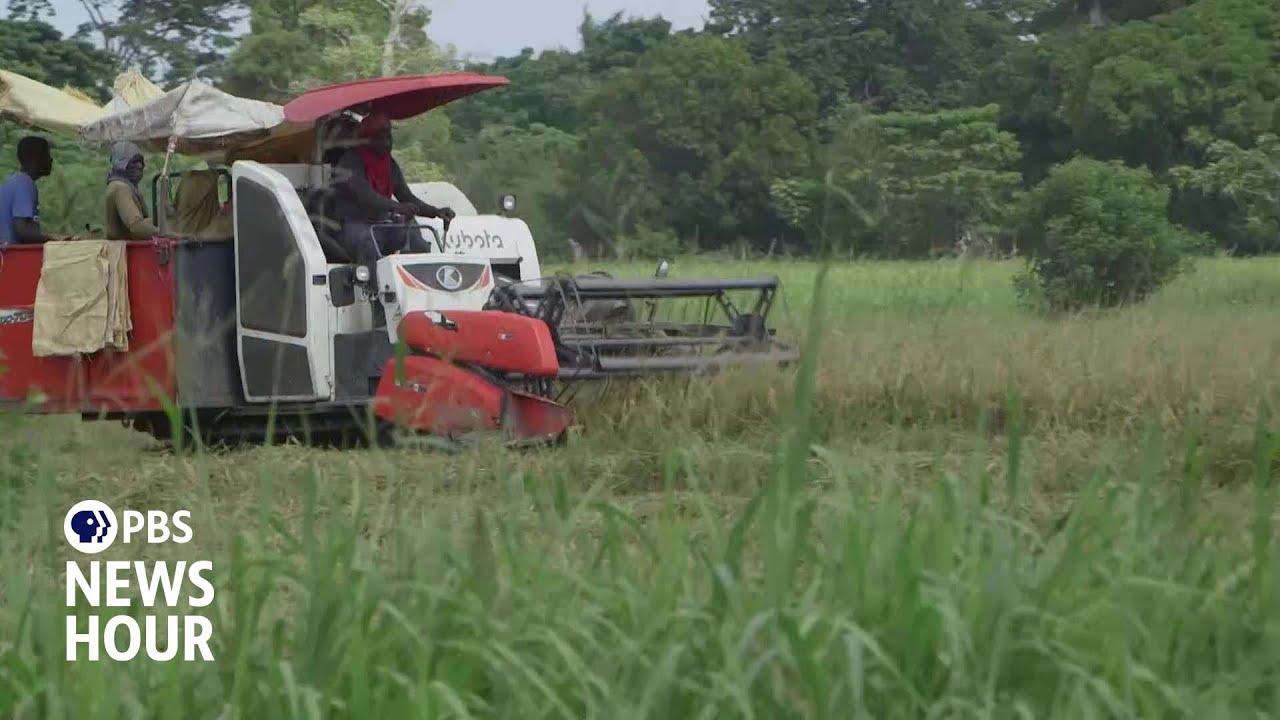 How efforts to send Haiti cheap rice made it hard for the nation to ...