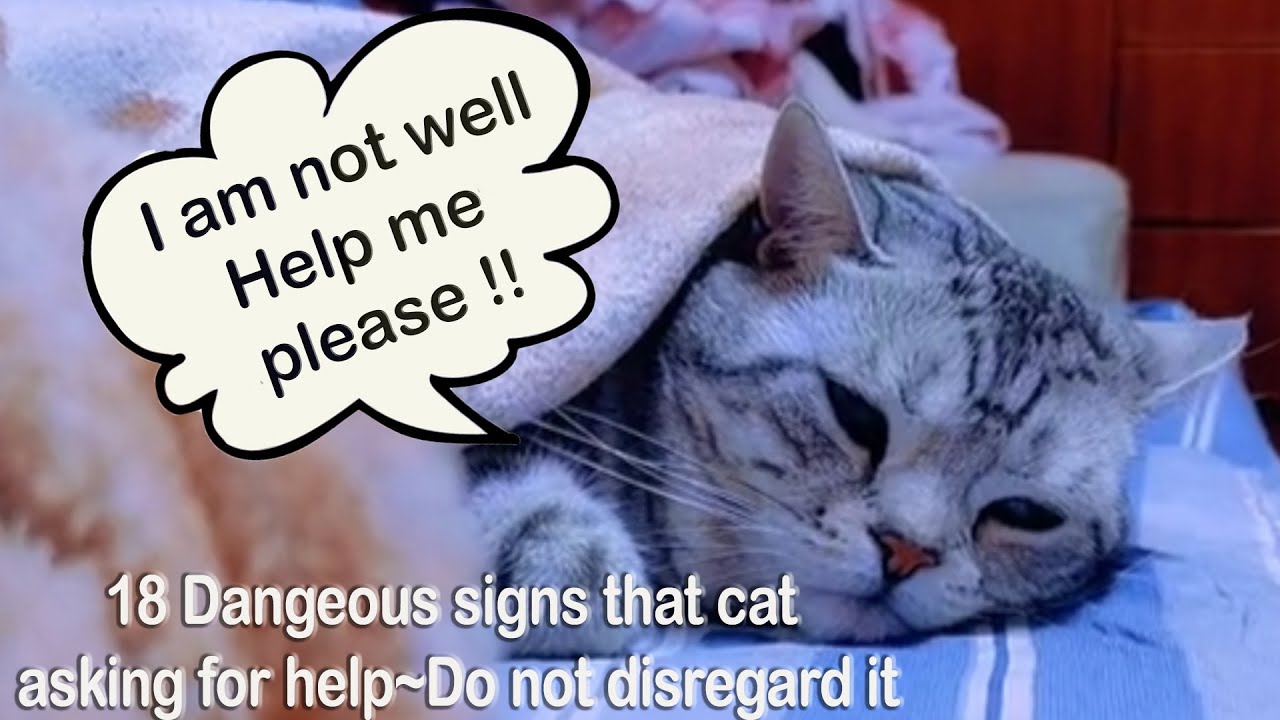 18 Cat dangerous signs cat asking for help do not disregard it🐈😿😼☠️ ...