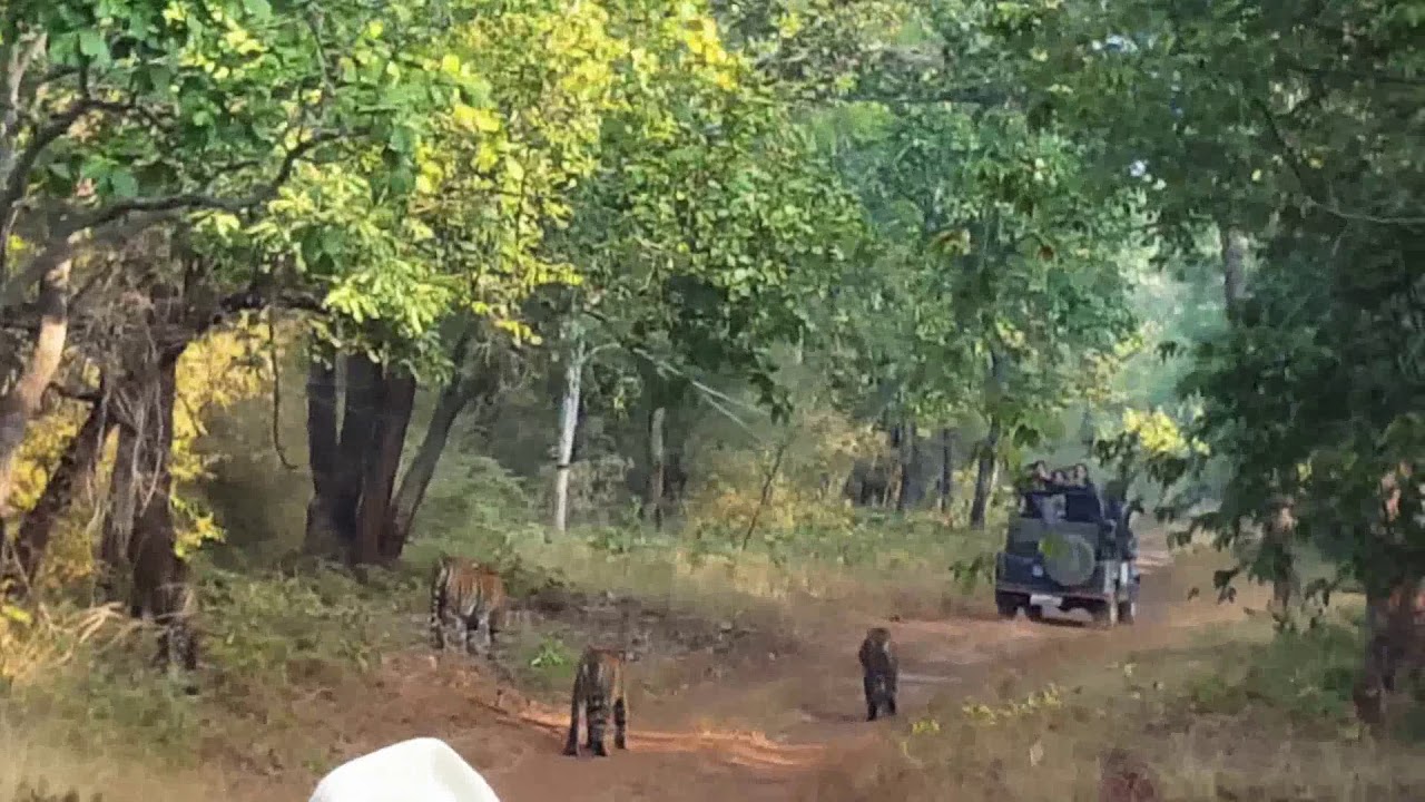 Tadoba kolara gate ##junnabai and his 3 cubs - YouTube