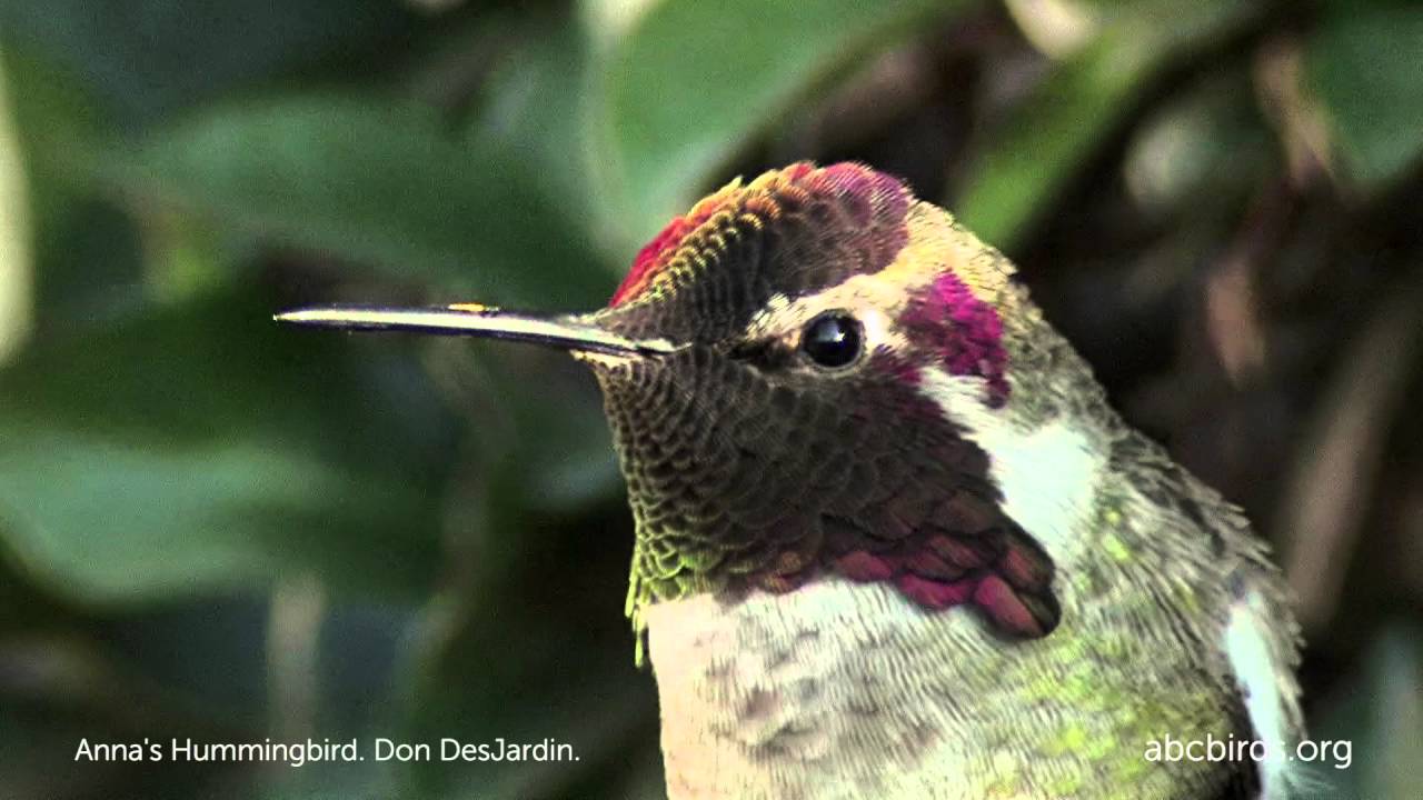 Anna's Hummingbird - YouTube