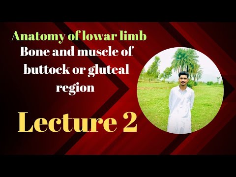 bone and muscle of buttock or gluteal region #anatomy #education # ...