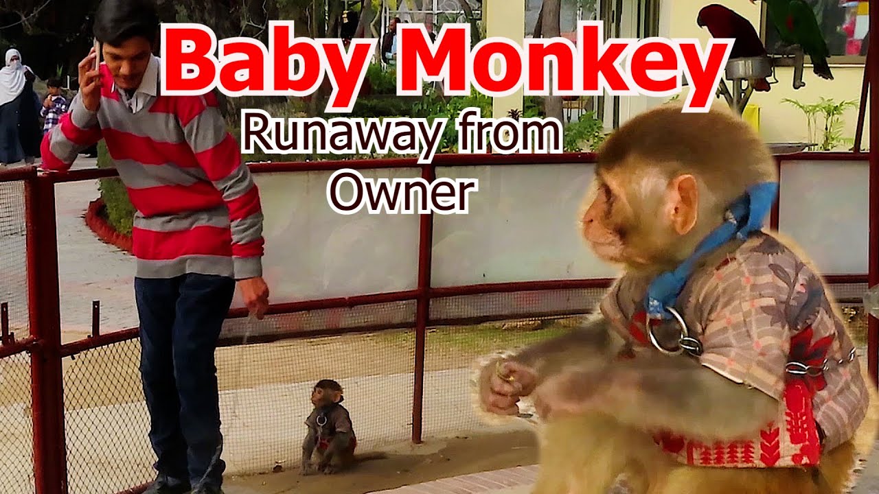 Adorable Baby Monkey Plays Hide and Seek in the Park! 🐒 - YouTube