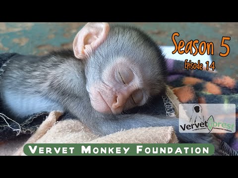 Two new baby monkey arrivals, Uncle Floki visits the vet, orphan ...