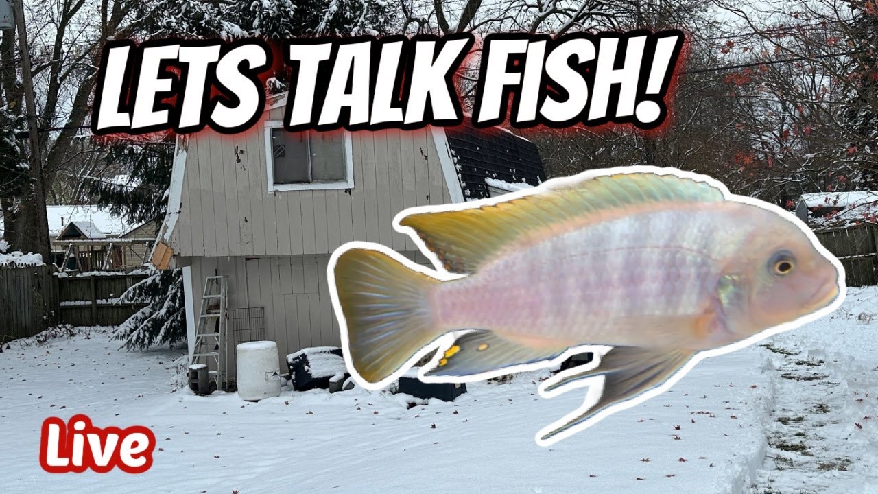A Big Announcement! Fishy Bingo Recap, Fish Games and More! - YouTube