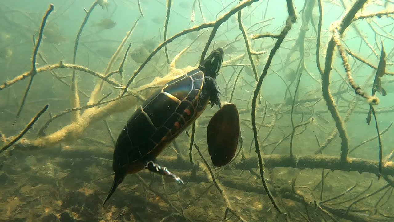 Turtle with Mussel Stuck to His Claw & Huge Bass - YouTube