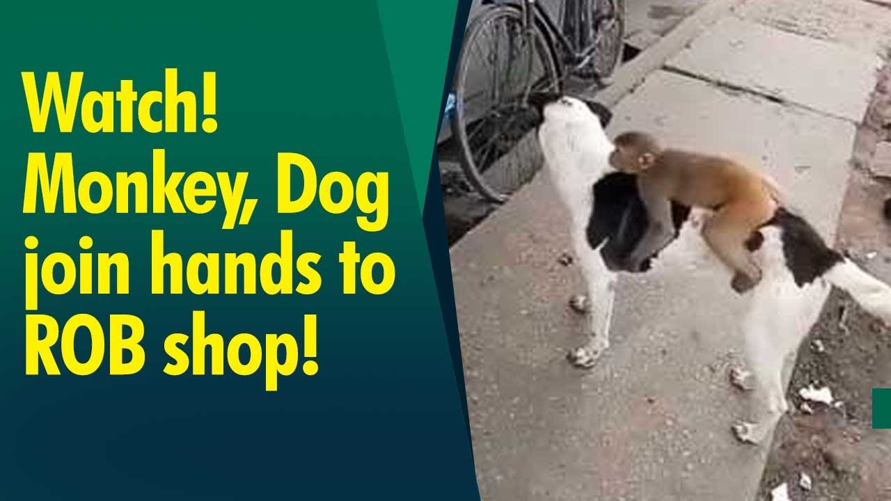 See dog helping monkey to steal snacks from shop - YouTube