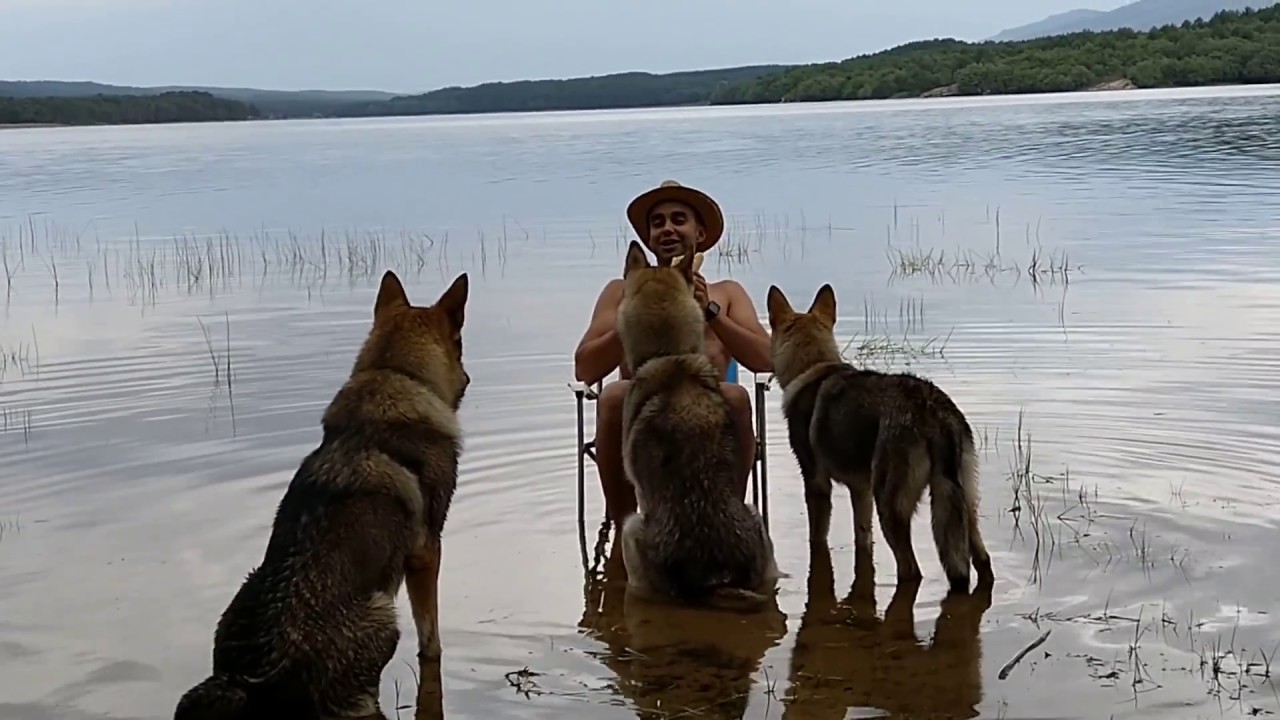 Comiendo con lobos - YouTube