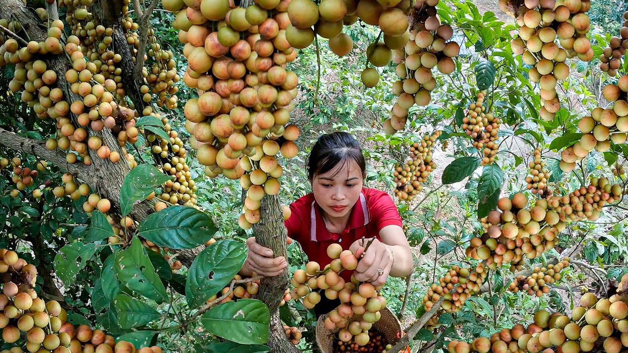 Poor Girl Harvesting Fireballs Fruit goes to the market sell - Build ...