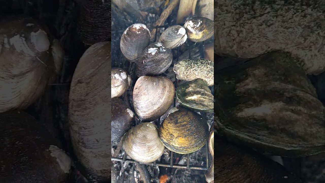 #Shell #Tapalang #yummy #shortvideo - YouTube