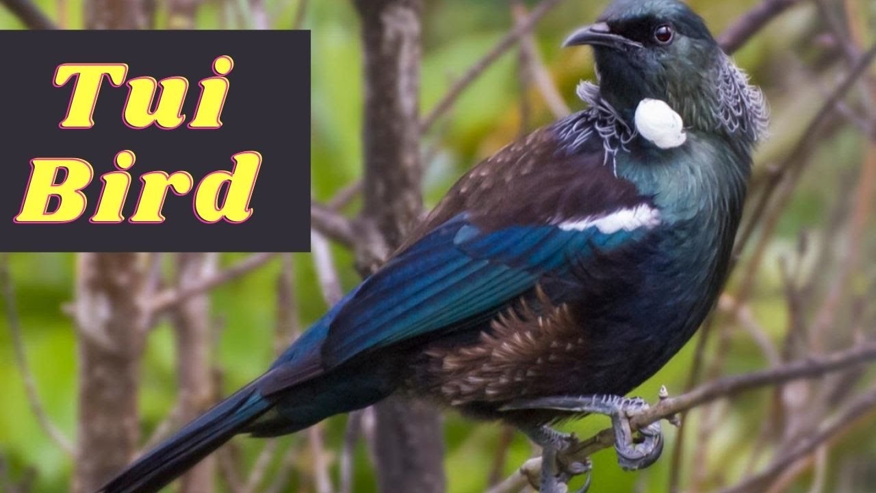 We spotted New Zealand Native bird TUI in our garden - Singing Tui Bird ...