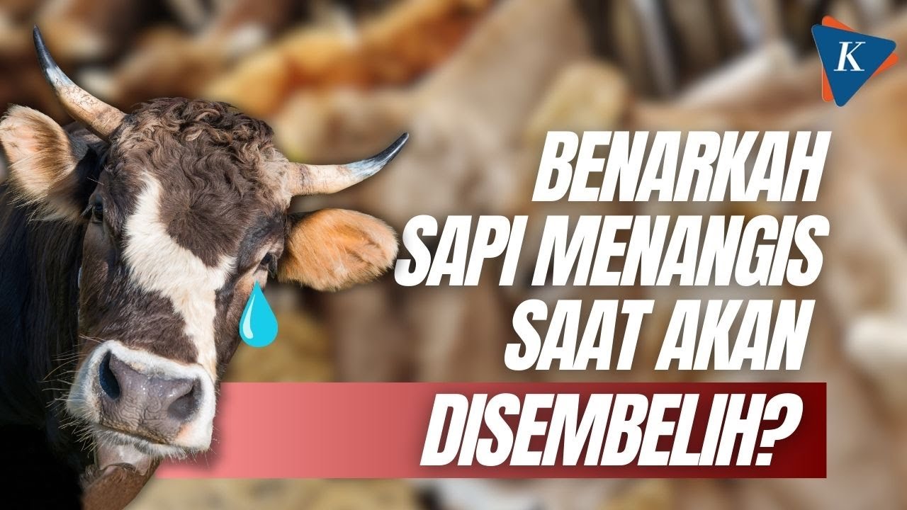 Apakah Sapi Menangis saat Akan Disembelih? - YouTube