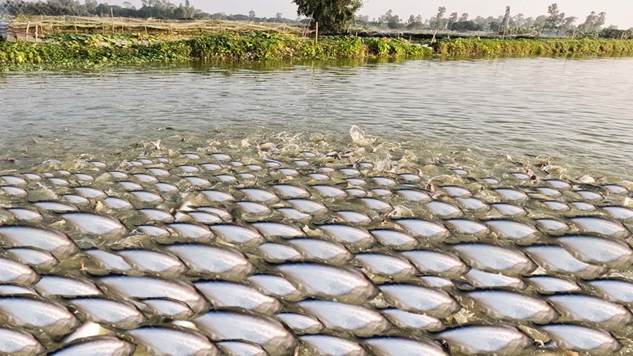 Village Fish Farmer 👀 Fish farming Videos 🐬 Pond Water Fish Farming ...