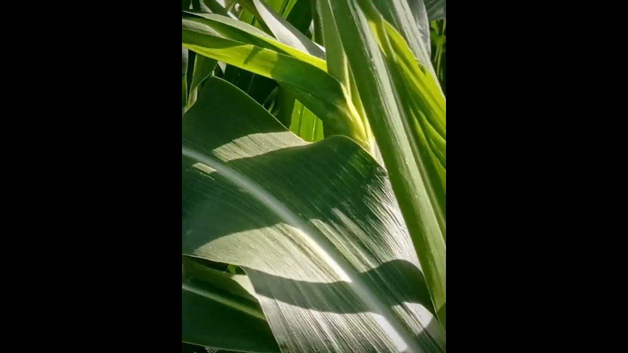 Добро пожаловать в Крым... - YouTube