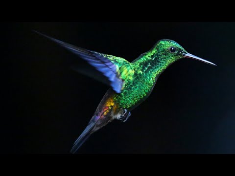 33 Farklı Kuş Sesi | Akarsu ve Orman Ambiyansında Kuş Cıvıltıları