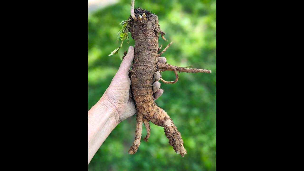 Organic Poke Root Castor Salve - YouTube