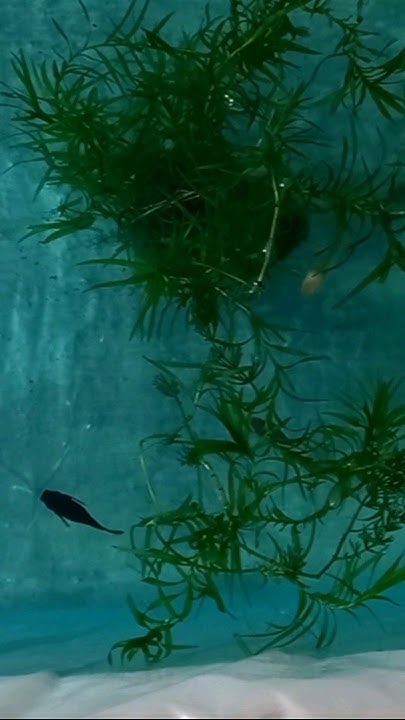 Belun molly |#shorts #fish #aquarium #mollyfish #viralvideo # ... Belun molly |#shorts #fish #aquarium #mollyfish #viralvideo # ...