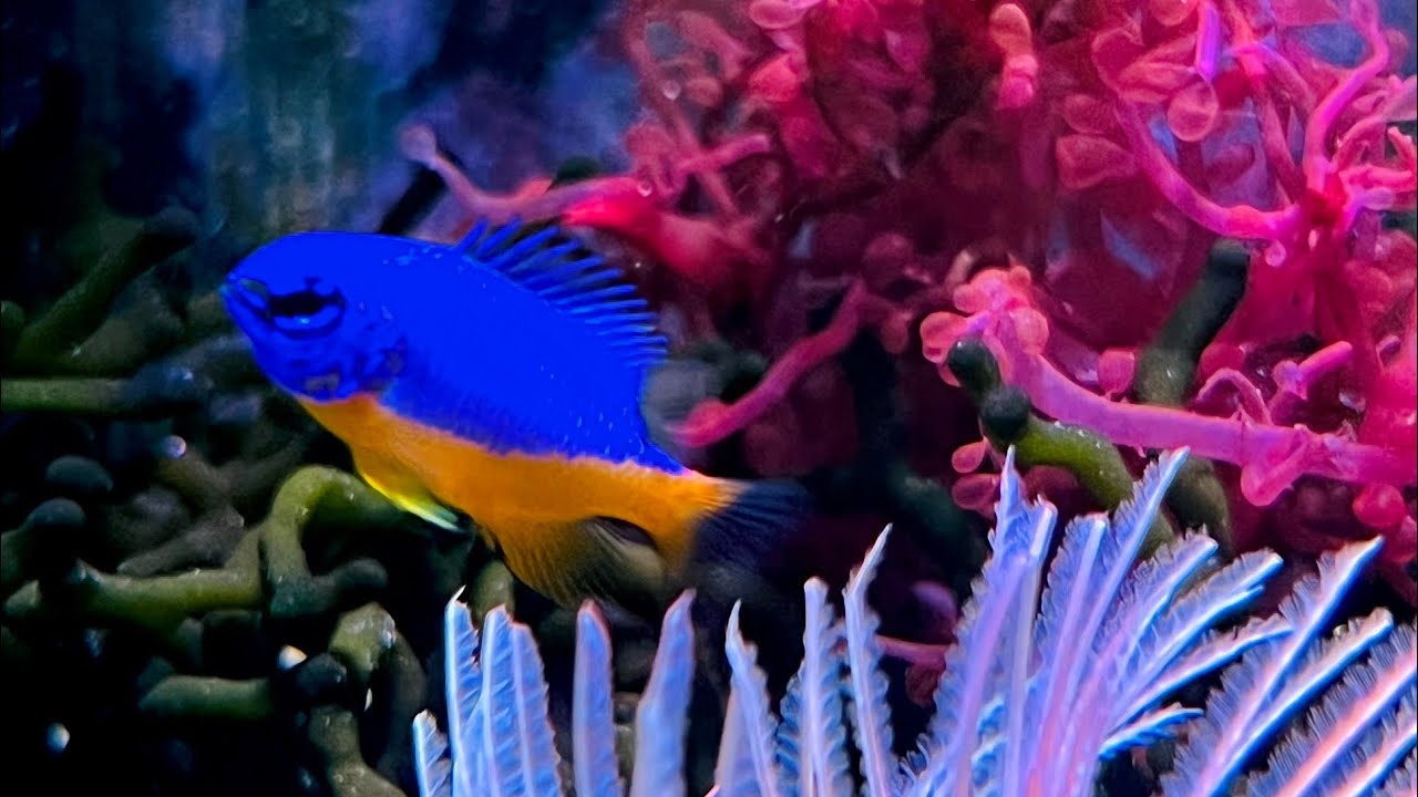 Azure Damselfish - YouTube
