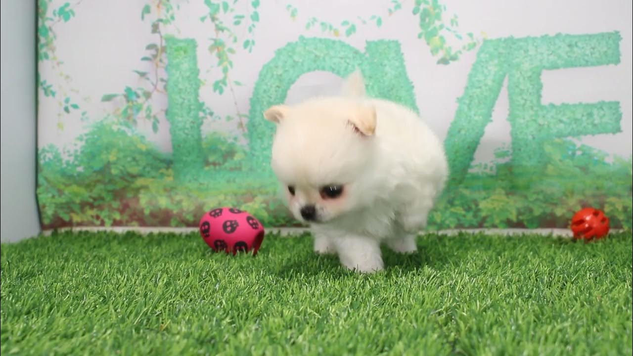 ペットショップCoo&RIKU No635596 MIX（ハーフ） - YouTube