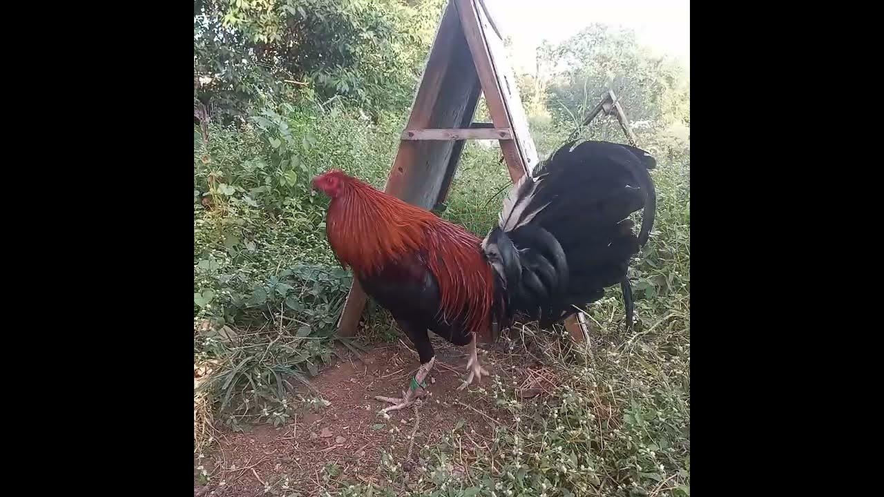 muling pag bisita - YouTube