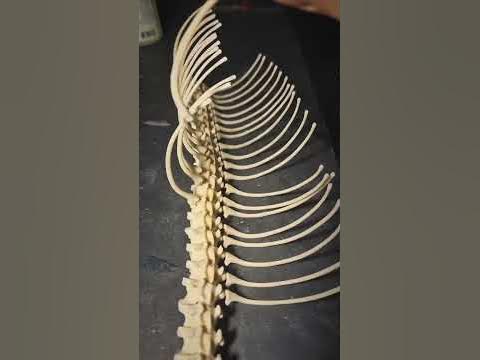 Creating A Large Python Skeleton Display 🐍 - YouTube