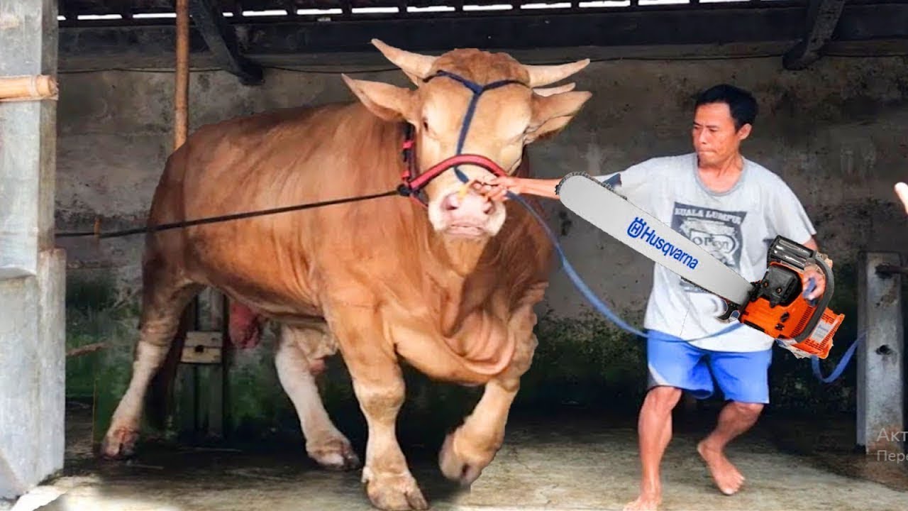 Farm #WithMe Animal Rescue Chainsaw BABY CALF Incredible Cow Milking ...