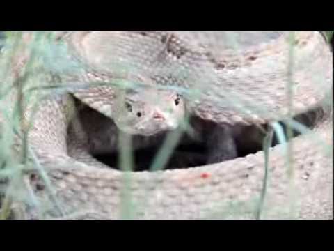 Cascabel The Aruba Rattlesnake video - YouTube