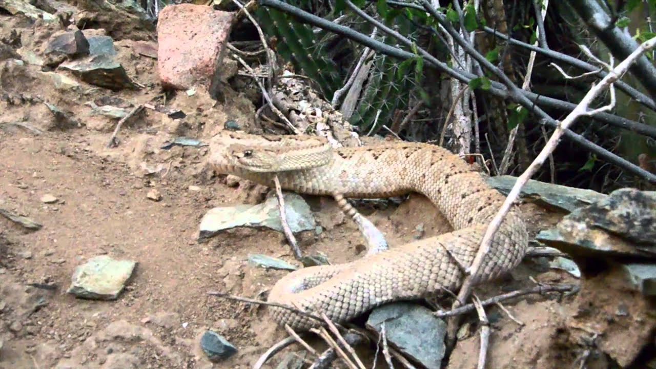 Cascabel The Aruba Rattlesnake video - YouTube