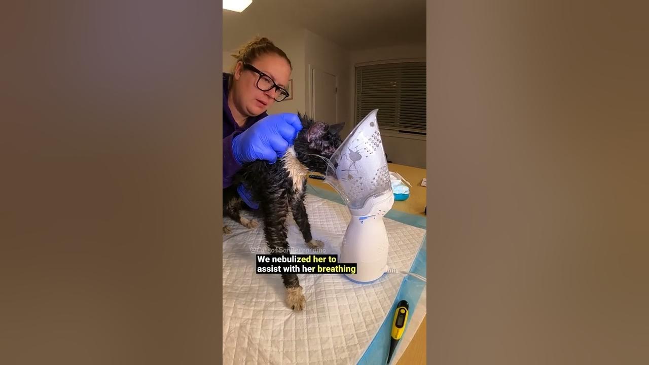 Extremely Abused Cat Rescued from Shelter #catrescue #kittenrescue #savinganimals - YouTube