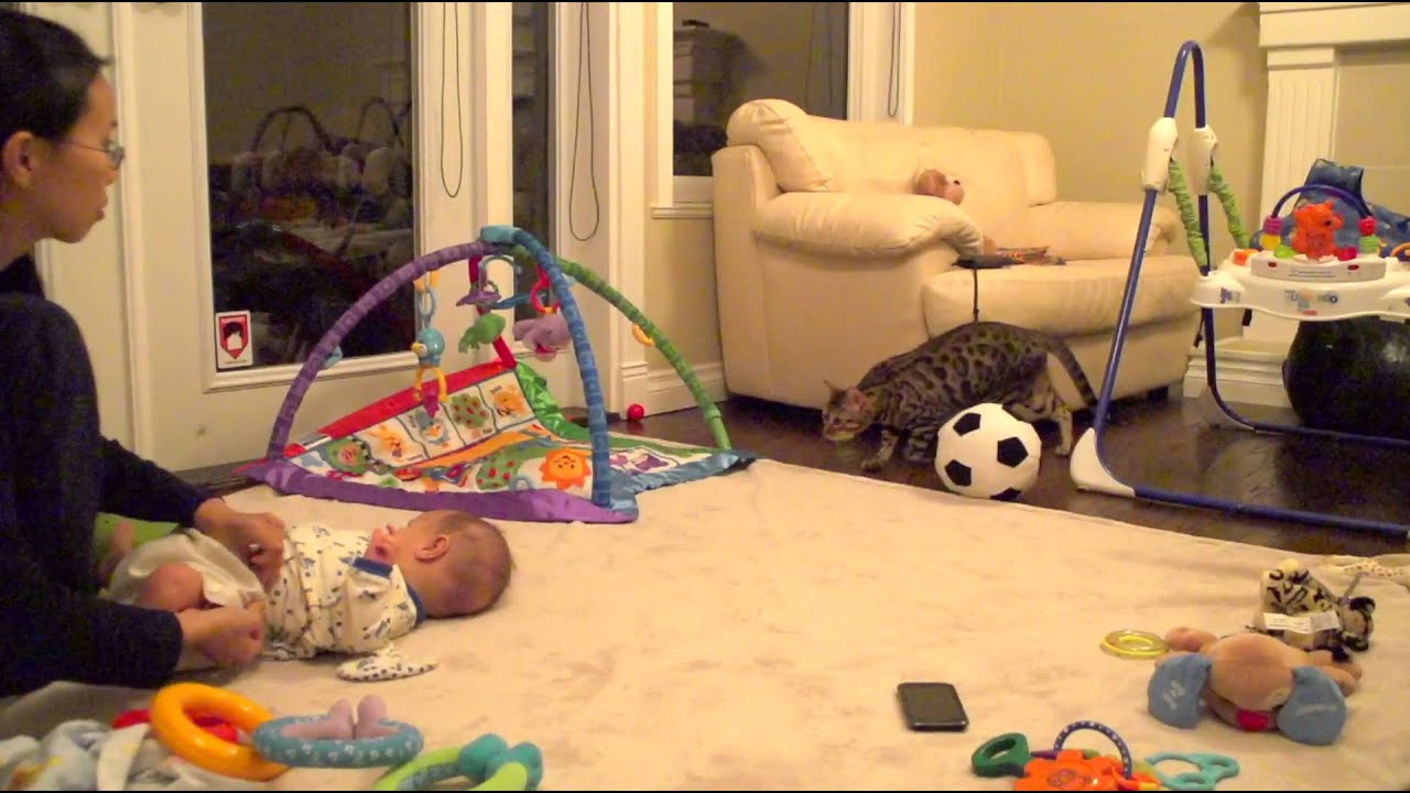 Slow Motion Cats #1 Linus Cat Tips - YouTube