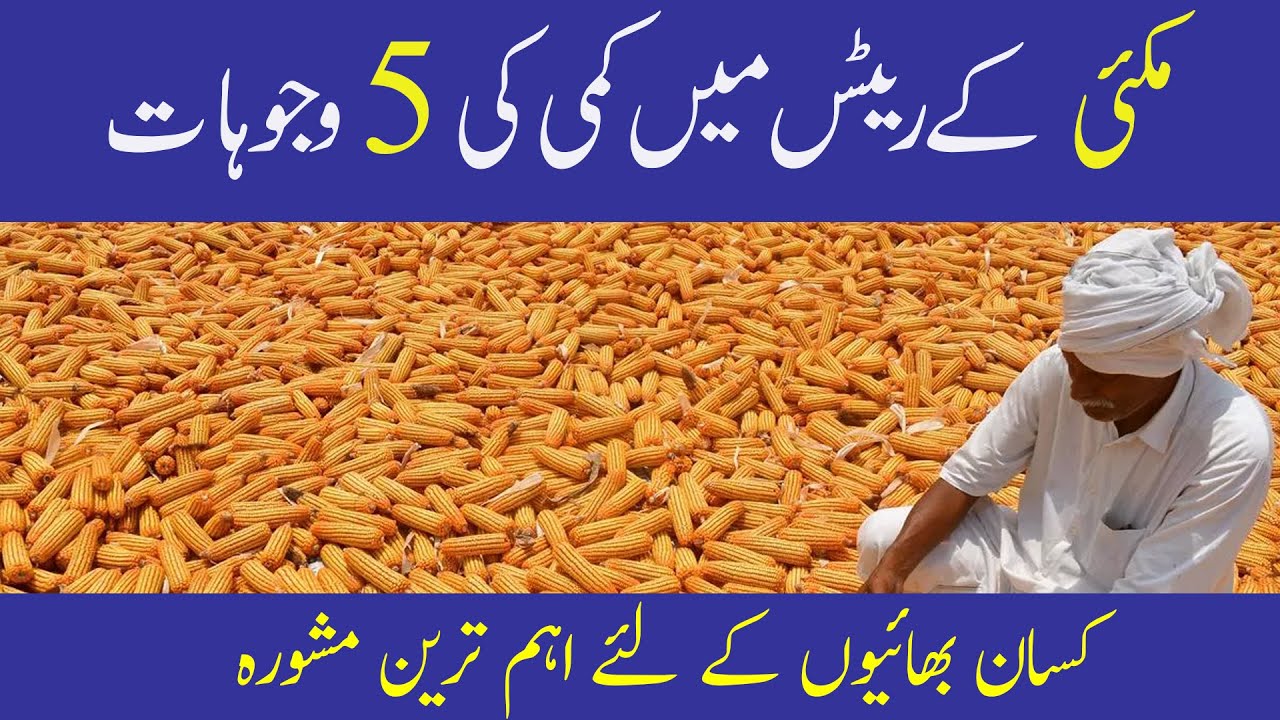 Why Maize Corn Rates Decrease In Punjab Reasons For Decrease In Rates why-maize-corn-rates-decrease-in-punjab-reasons-for-decrease-in-rates