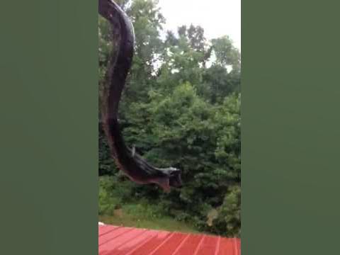 Snake eating bat part 2 - YouTube