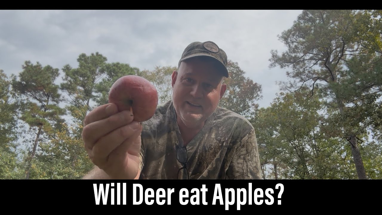 Do Deer Like Apples? - YouTube