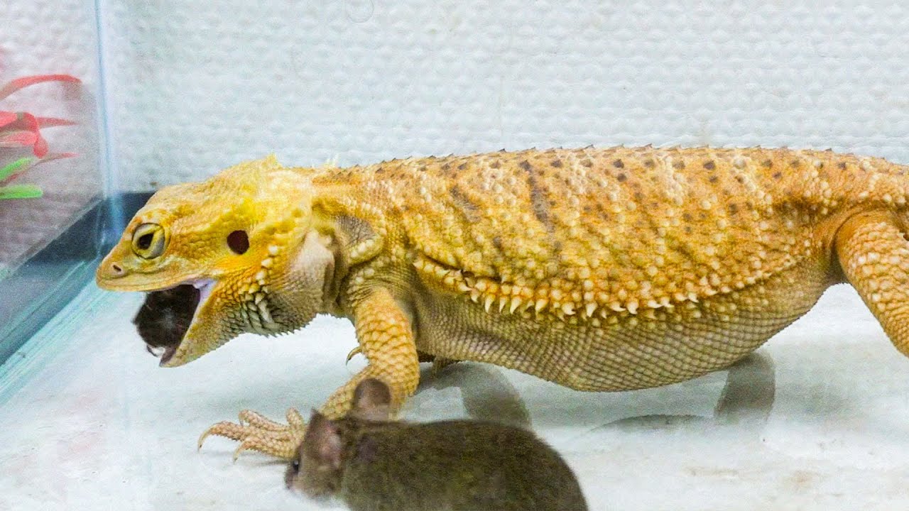 Bearded Dragon Eats Cockroach! Warning Live Feeding - YouTube