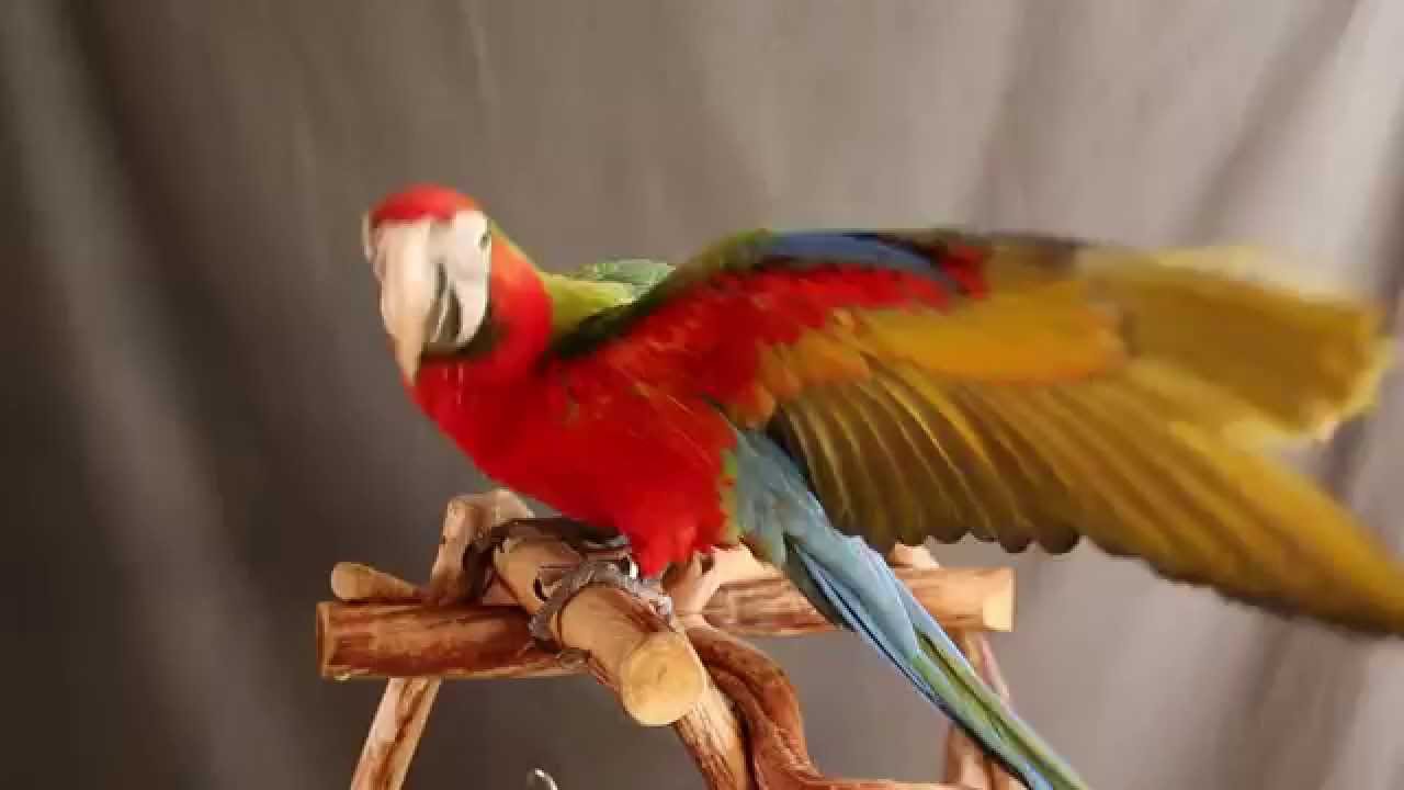 THIS LARGE MALE FLAME MACAW IS REALLY SOMETHING SPECIAL! - YouTube