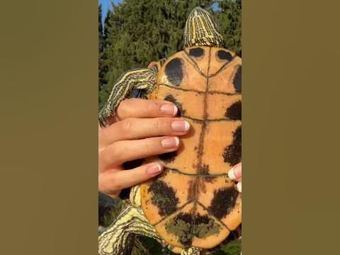 Быстрый обзор на черепаху - YouTube