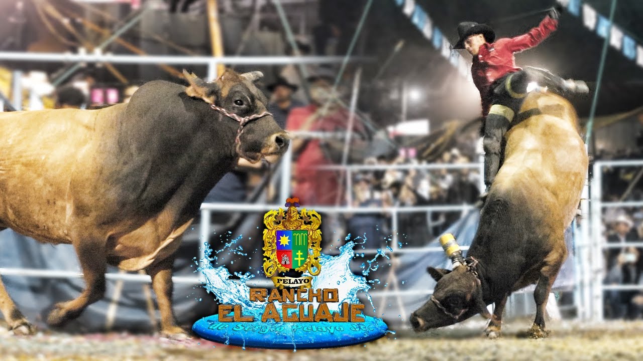 PODEROSO "EL PICO CHULO" DEL AGUAJE!! Les llegó La Fábrica del Reparo a ...