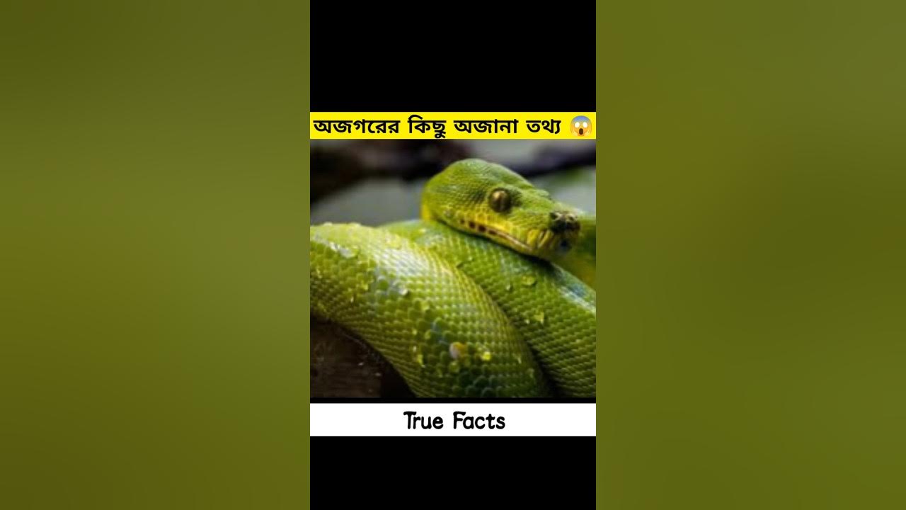 Top 5 Interesting Facts About python 😱🤯 || amazing facts || #shorts ...