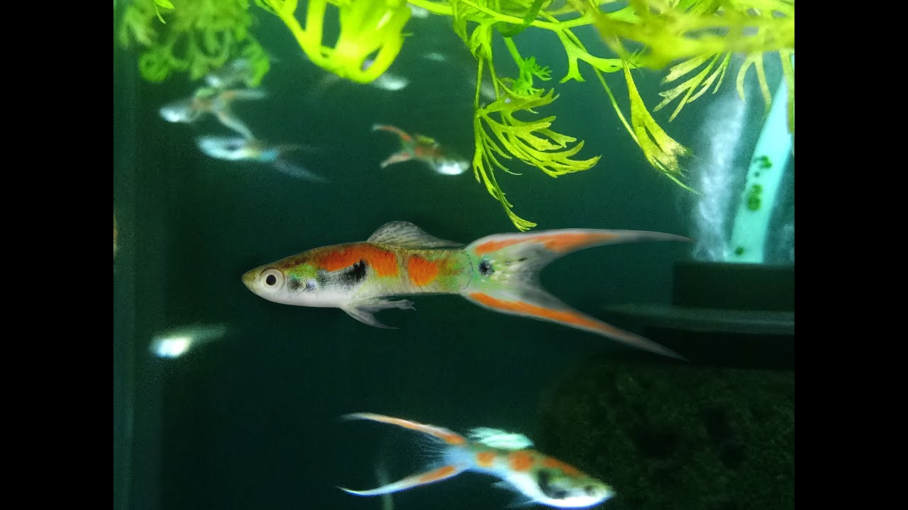 Endler Double Swordtail Guppy. - YouTube