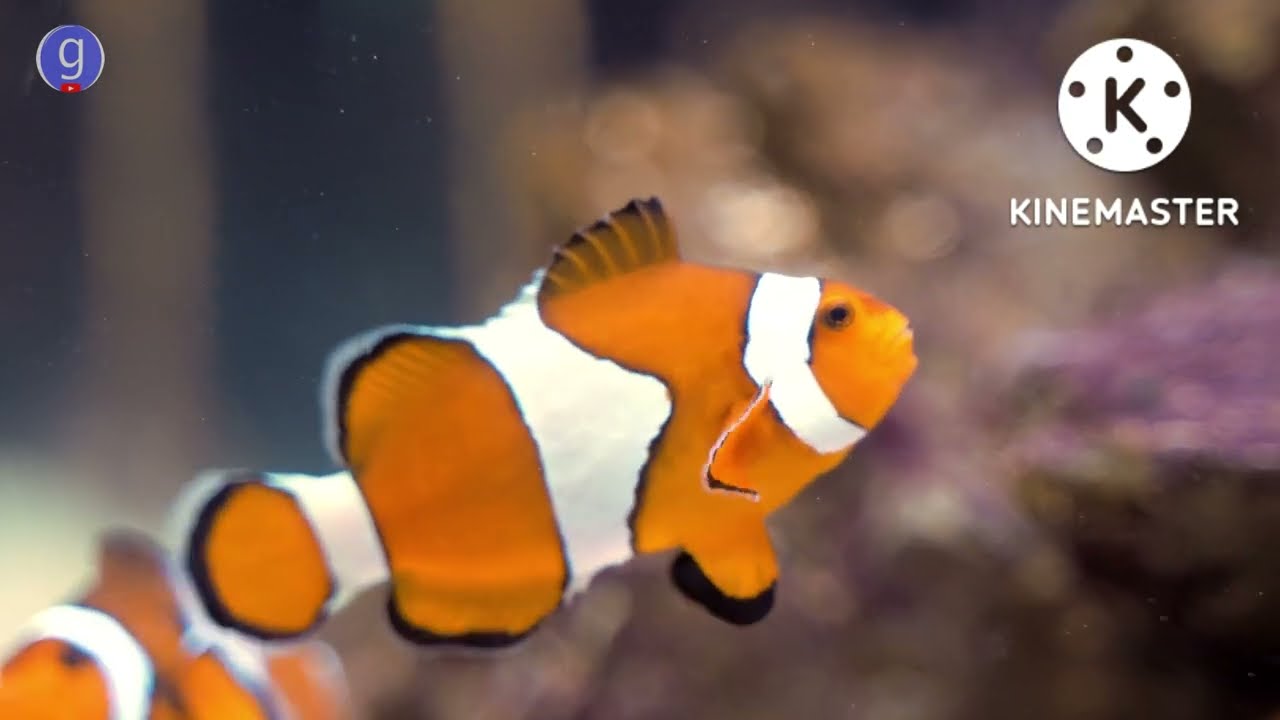 FINDING NEMO || Marine Life - YouTube